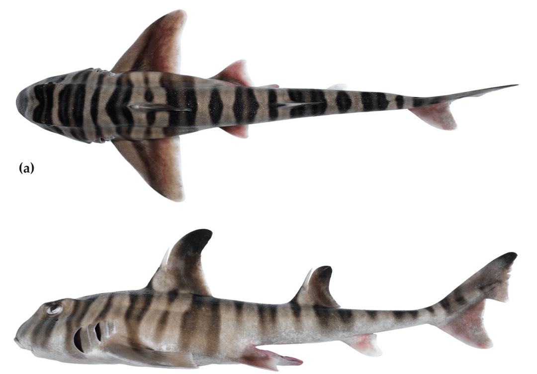 September 13, 2023 • new species • shark