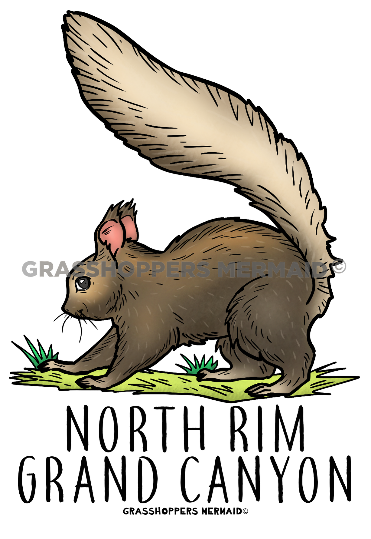 Kaibab Squirrel – Grasshopper's Mermaid